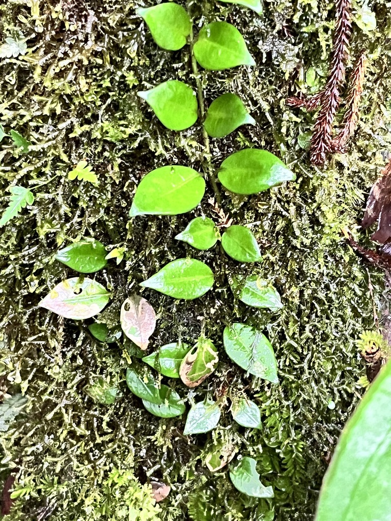 flowering plants from Kinabalu Park, Ranau, Sabah, 馬來西亞 on October 19 ...
