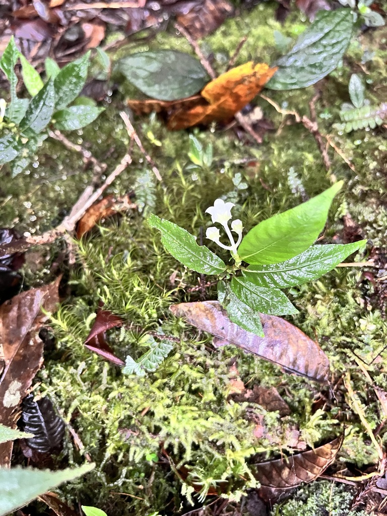 Argostemma from Kinabalu Park, Ranau, Sabah, 馬來西亞 on October 19, 2023 ...