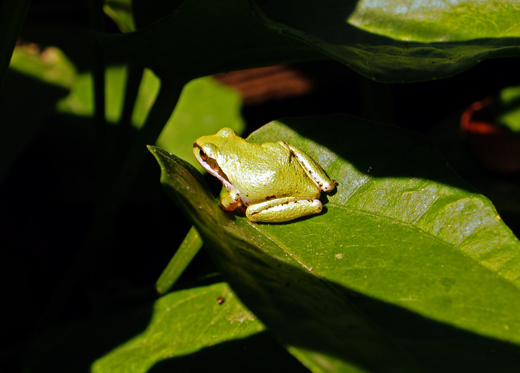 Baja California Tree Frog from Santa Barbara County, CA, USA on ...