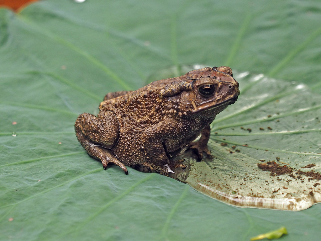 Asian Common Toad from Gianyar Regency, Bali, Indonesia on October 25 ...