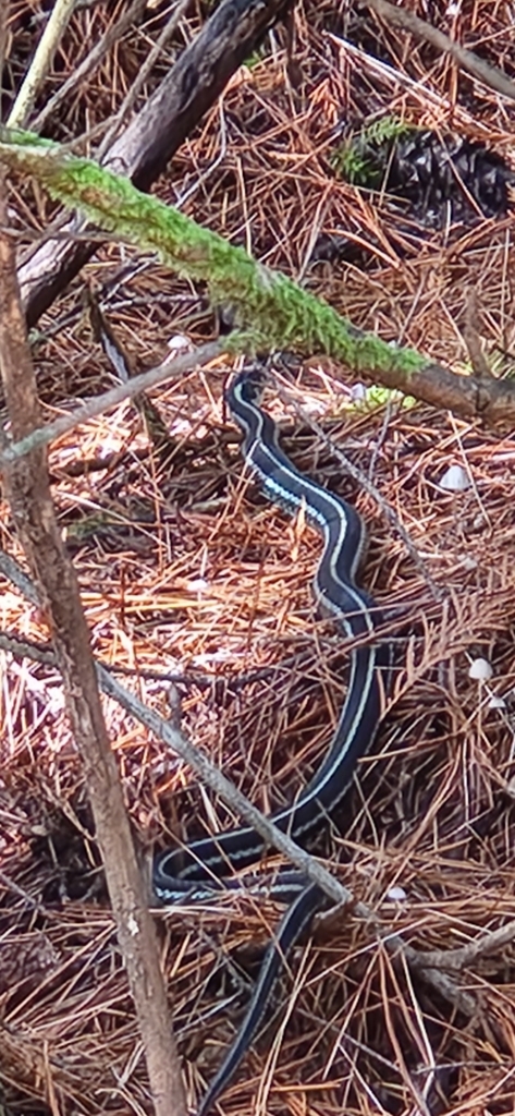 Puget Sound Garter Snake from Port Orchard, WA, USA on October 19, 2023 ...