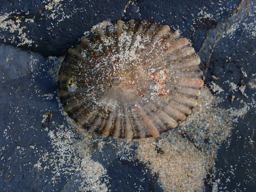 Variegated limpet from Coffs Harbour, NSW, Australia on October 18 ...