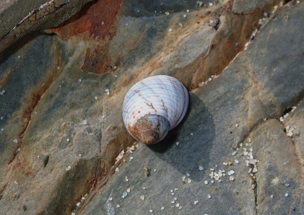 Little Blue Periwinkle from Coffs Harbour, NSW, Australia on October 18 ...