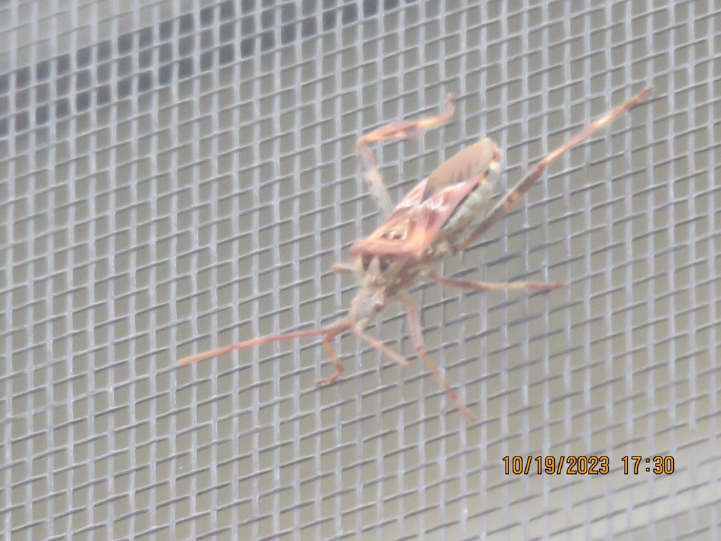 Western Conifer Seed Bug from S Washington St & Court House SQ ...