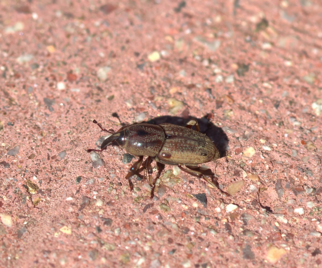 Hunting Billbug from La Sierra, Riverside, CA, USA on October 19, 2023 ...