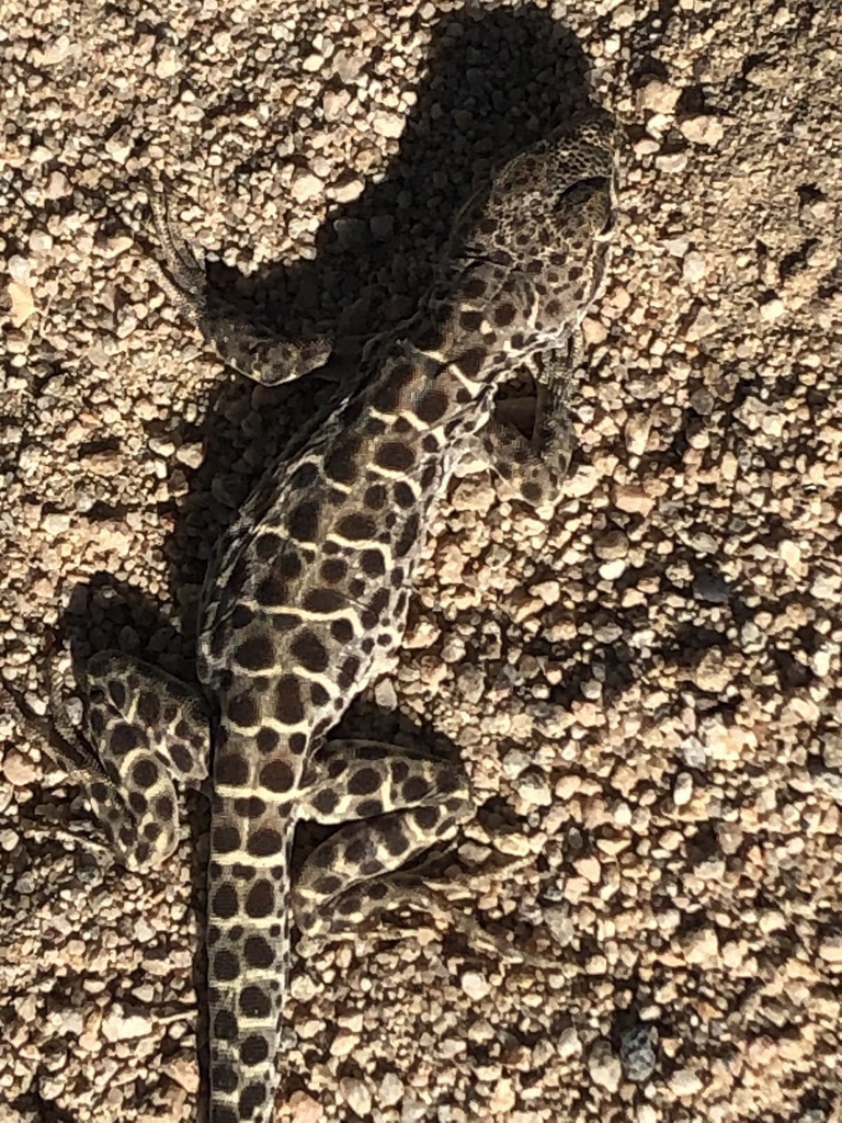 Long-nosed Leopard Lizard from Sioux Ave, Yucca Valley, CA, US on ...