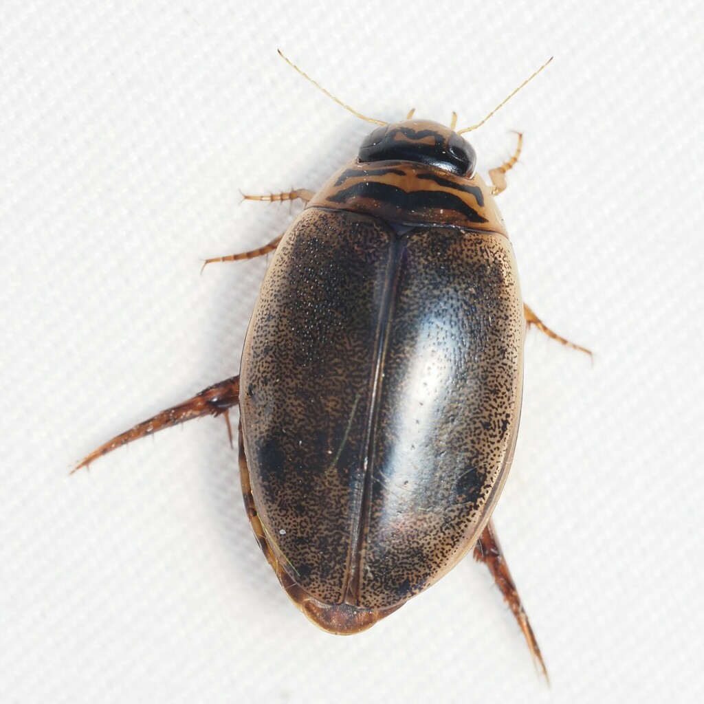 Mottled Diving Beetle from Erath County, TX, USA on October 18, 2023 at ...