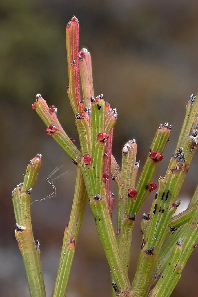 (Exocarpos humifusus) - Botanical Realm