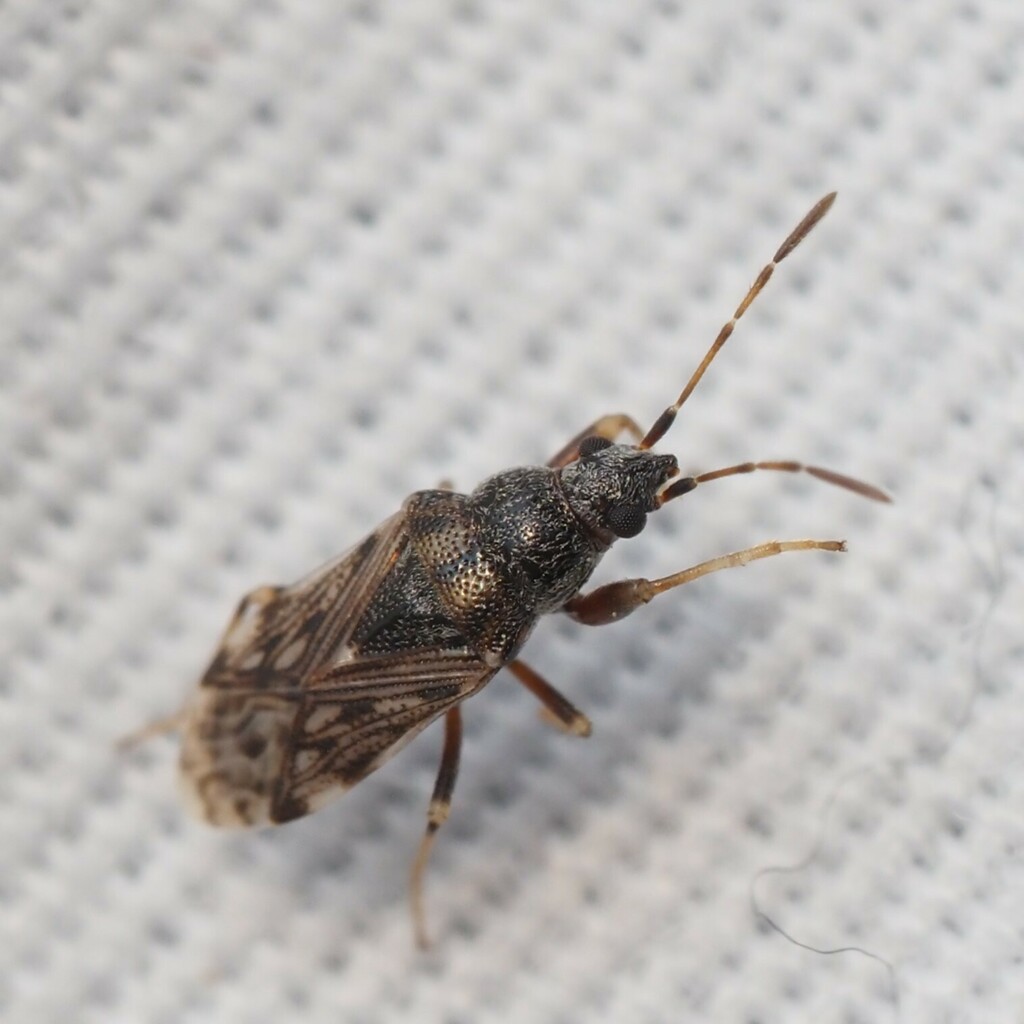 Prytanes confusus from Erath County, TX, USA on October 18, 2023 at 08: ...