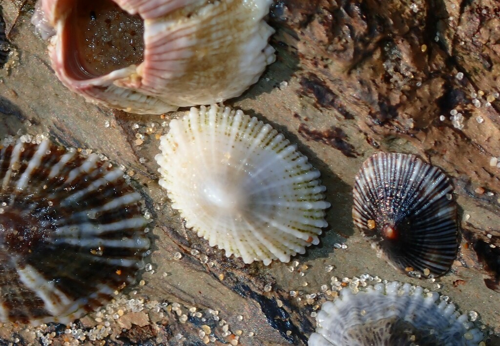 Cap-shaped False Limpet from Coffs Harbour, NSW, Australia on October ...