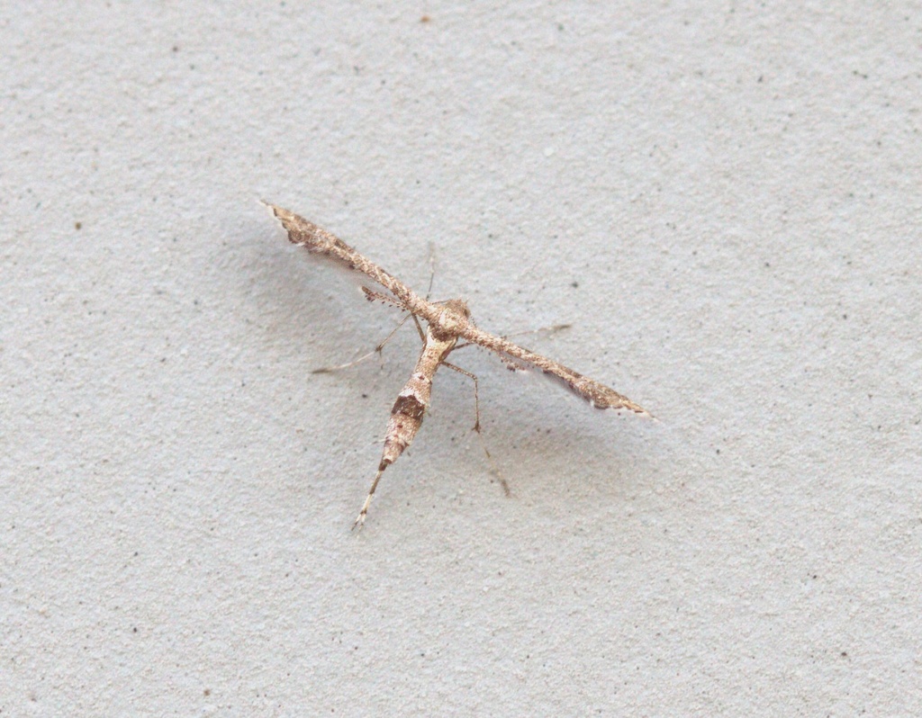 Lantana Plume Moth from Brea, CA, USA on October 19, 2023 at 08:37 AM ...