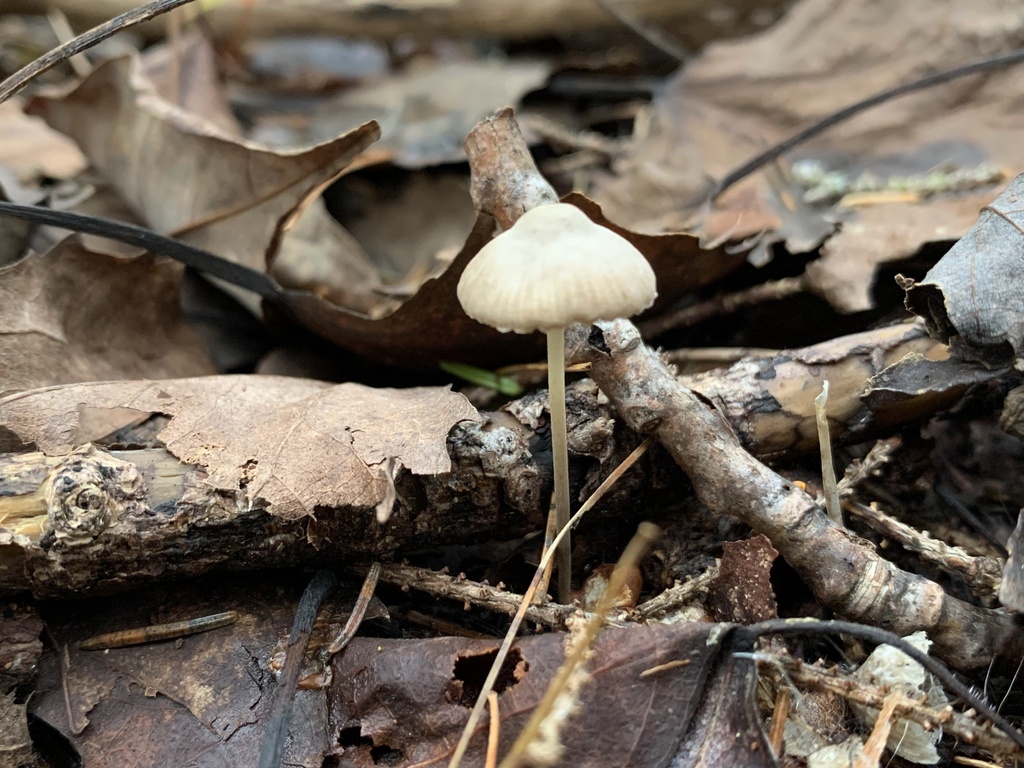 Bonnets from Awalt Rd, Lunenburg, NS, CA on October 19, 2023 at 03:27 ...