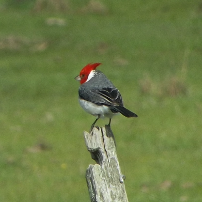 Red-crested Cardinal from Rio Grande - RS, 96202, Brasil on October 14 ...