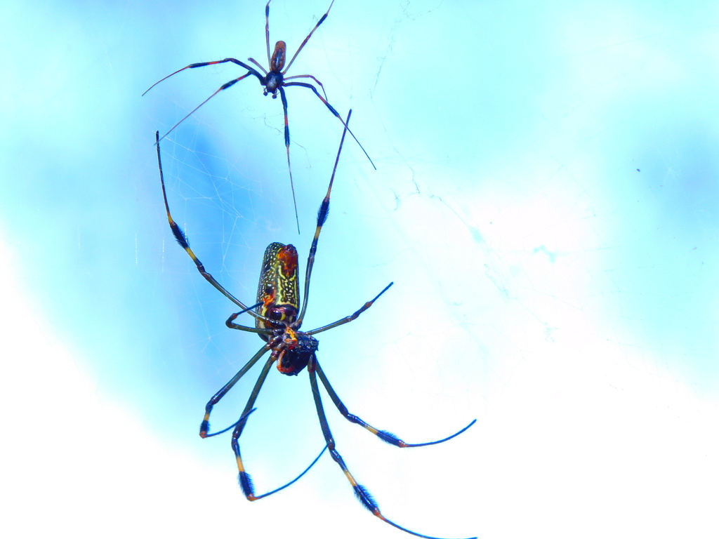 Golden Silk Spider from Línea TL, Tala, Jal., MX on October 15, 2023 at ...