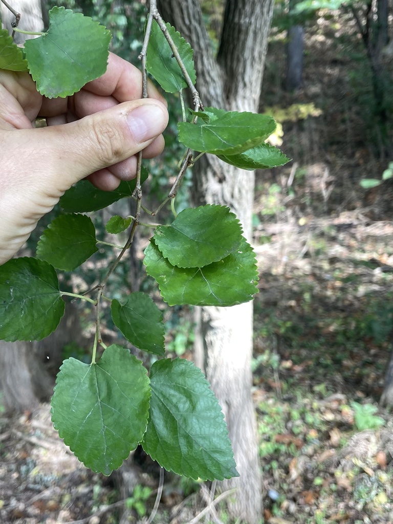 white mulberry from Amsterdam Rd, Schenectady, NY, US on October 19 ...