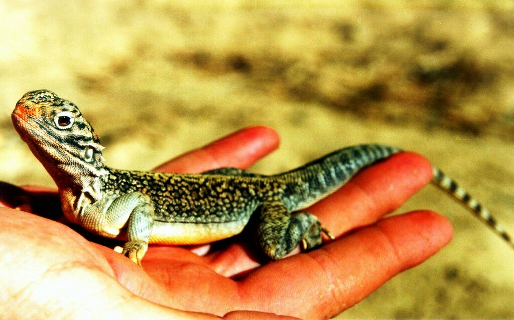 Central Netted Dragon from Bulloo Downs QLD 4492, Australia on April 4 ...