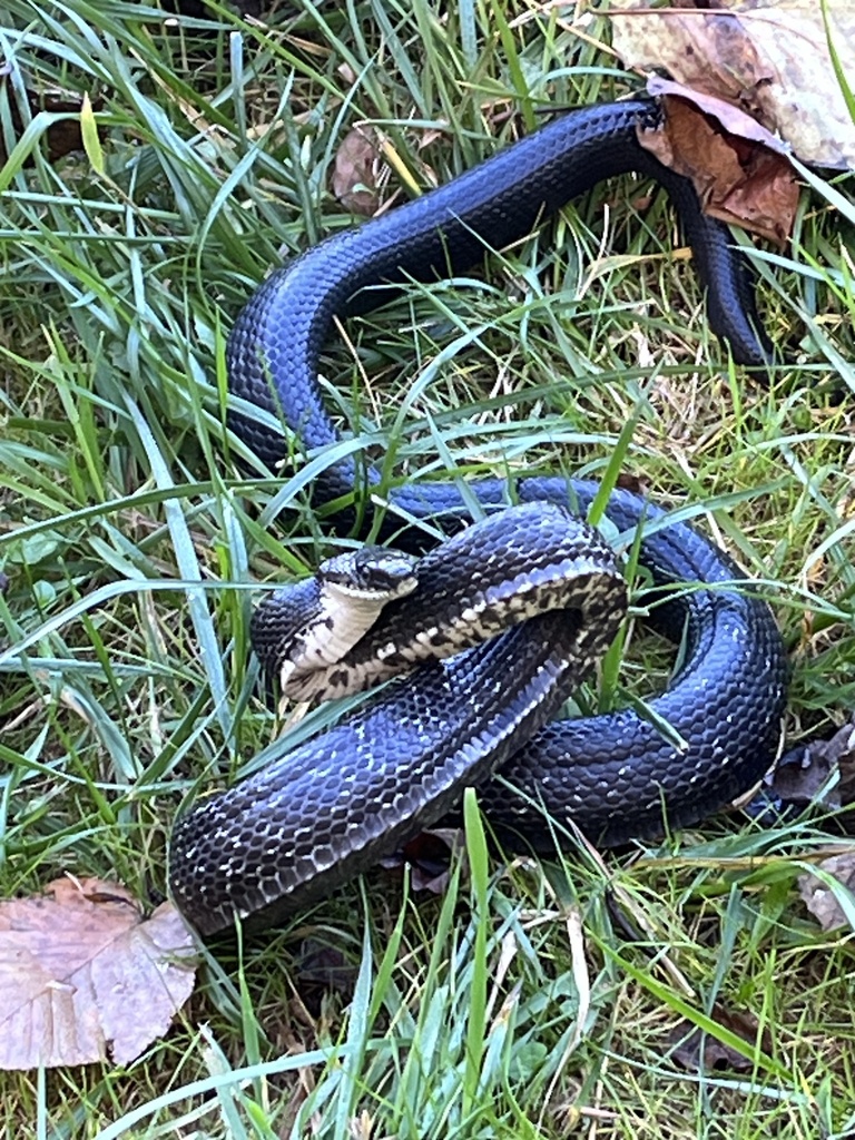 Eastern/Gray Ratsnake Complex from SR-651, Madison, VA, US on October ...