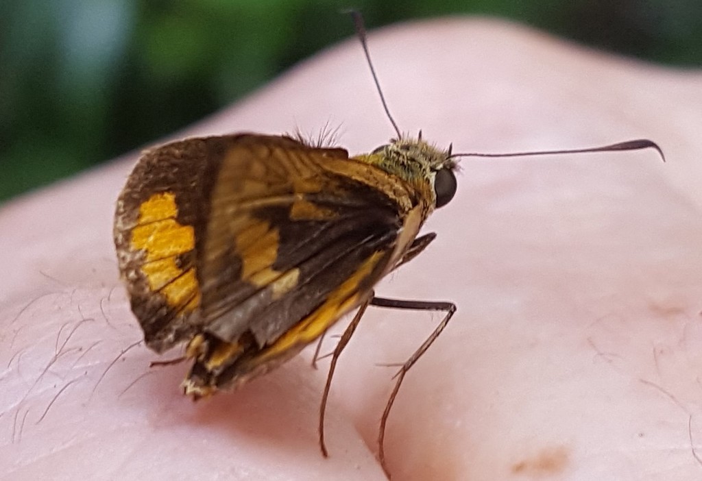 Vinius letis (Panamã Guaçu I) · iNaturalist