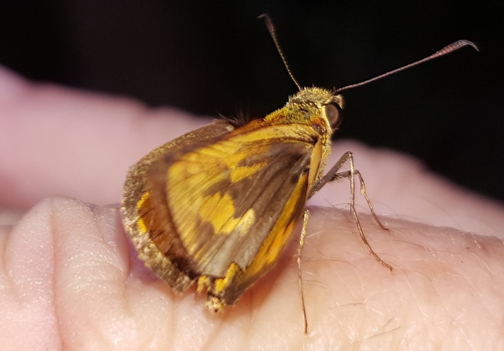 Vinius letis (Panamã Guaçu I) · iNaturalist