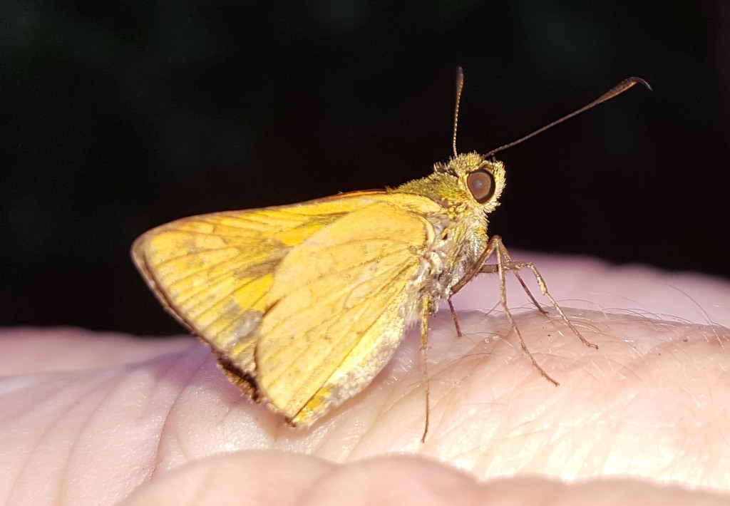 Vinius letis (Panamã Guaçu I) · iNaturalist