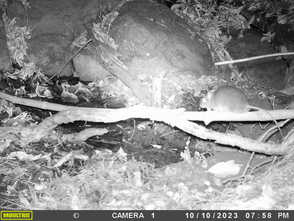 Australian Bush Rat from Beechmont, QLD, AU on October 10, 2023 at 07: ...