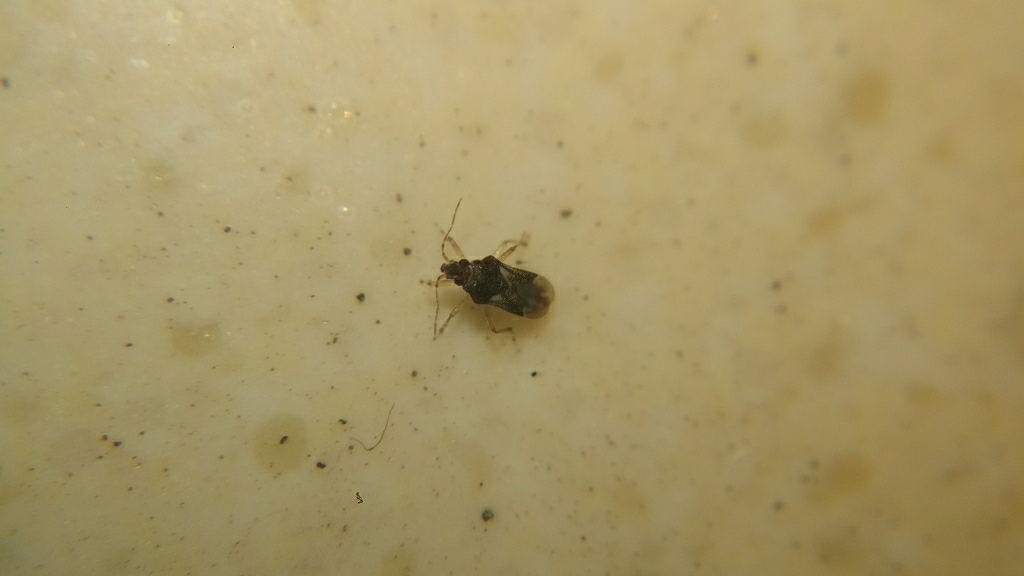 Velvet Water Bugs from MFQ8+FJ6, Ban Phue, Ban Phue District, Udon ...