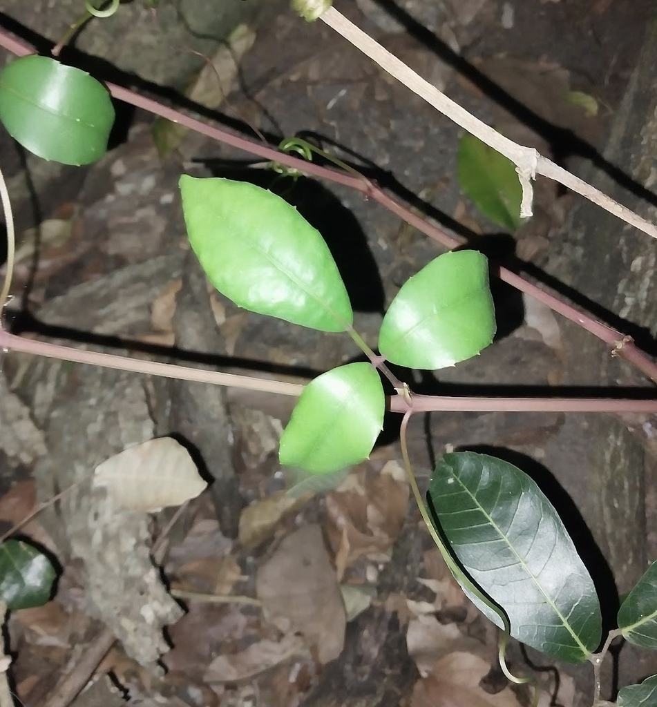 Native Grape from Samford Valley QLD 4520, Australia on October 19 ...