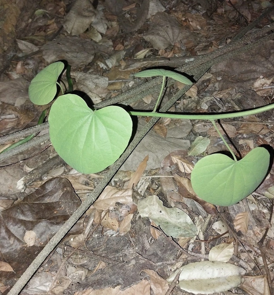 Big-Leaf Vine from Samford Valley QLD 4520, Australia on October 19 ...