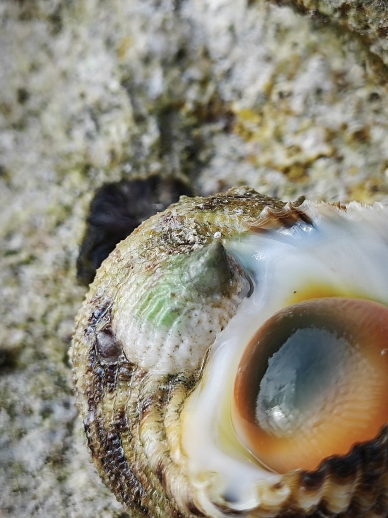 Cone-shaped Hoof Shell from 海南省三沙市西沙区永兴岛三沙市公安局 on August 28, 2023 at 04 ...