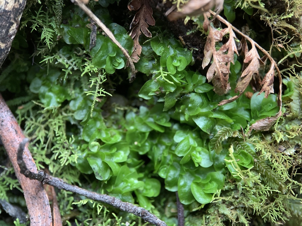 Treubia tasmanica from Tasmania, Wellington Park, TAS, AU on October 20 ...