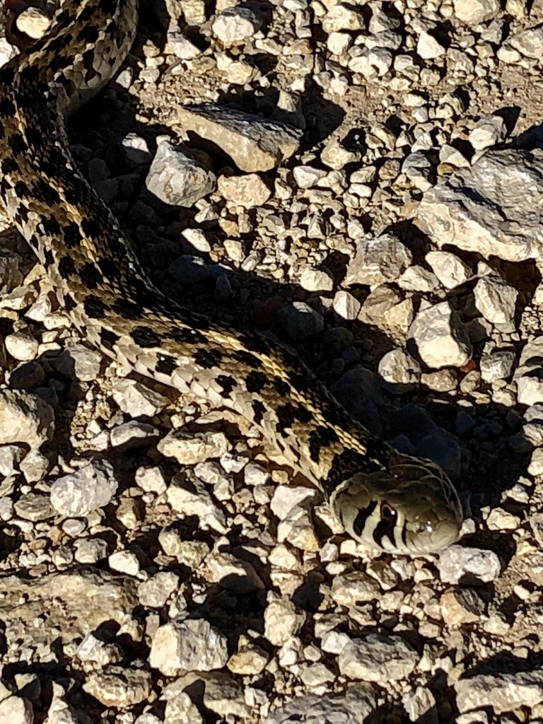 Checkered Garter Snake from Rotan, TX, US on October 19, 2023 at 05:06 ...