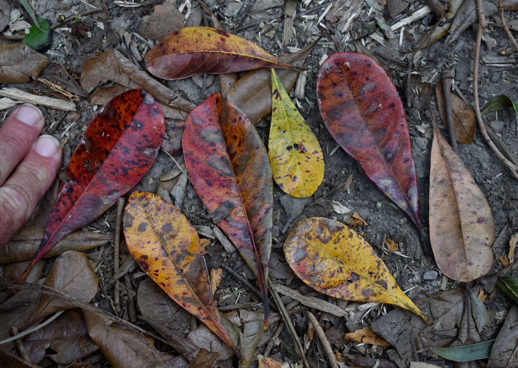 (Terminalia microcarpa) - Botanical Realm