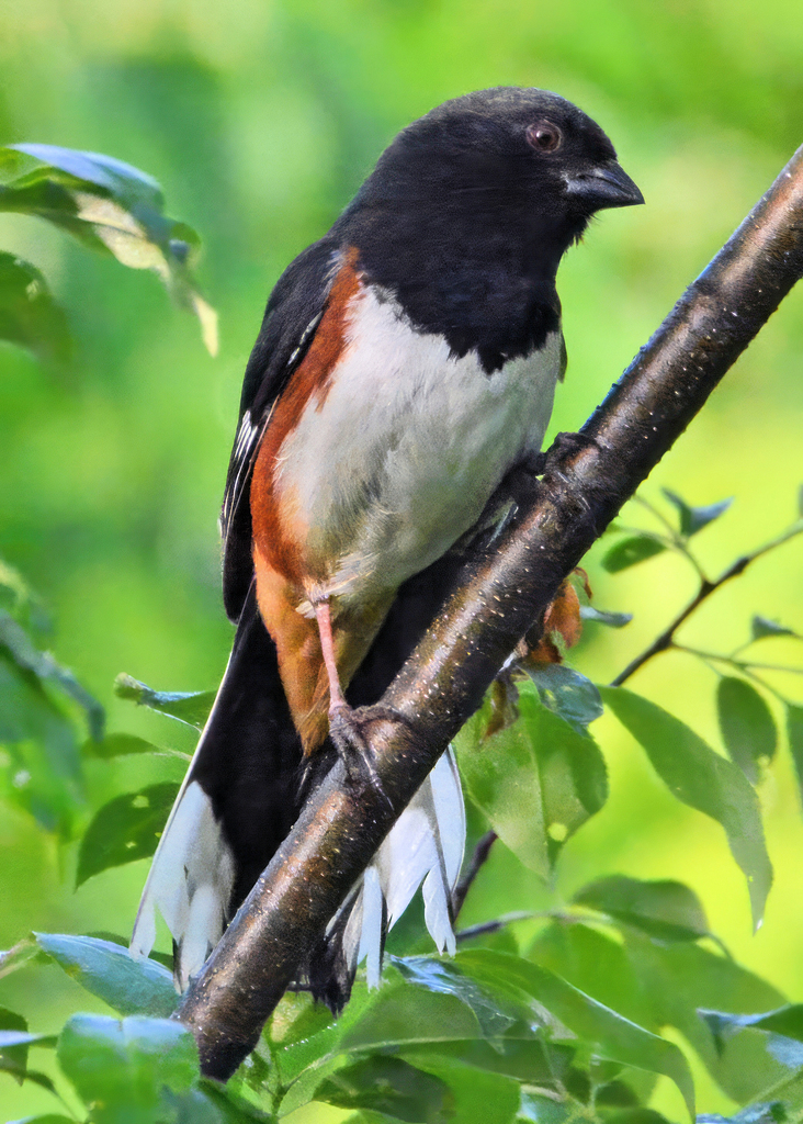 Eastern Towhee from Texas County, MO, USA on May 11, 2018 at 07:25 AM ...