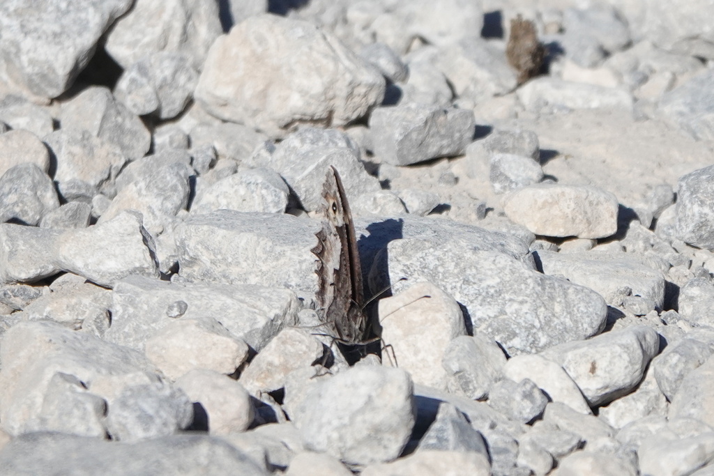 Rock Grayling from Cantabria, Spain on October 9, 2023 at 03:06 AM by ...