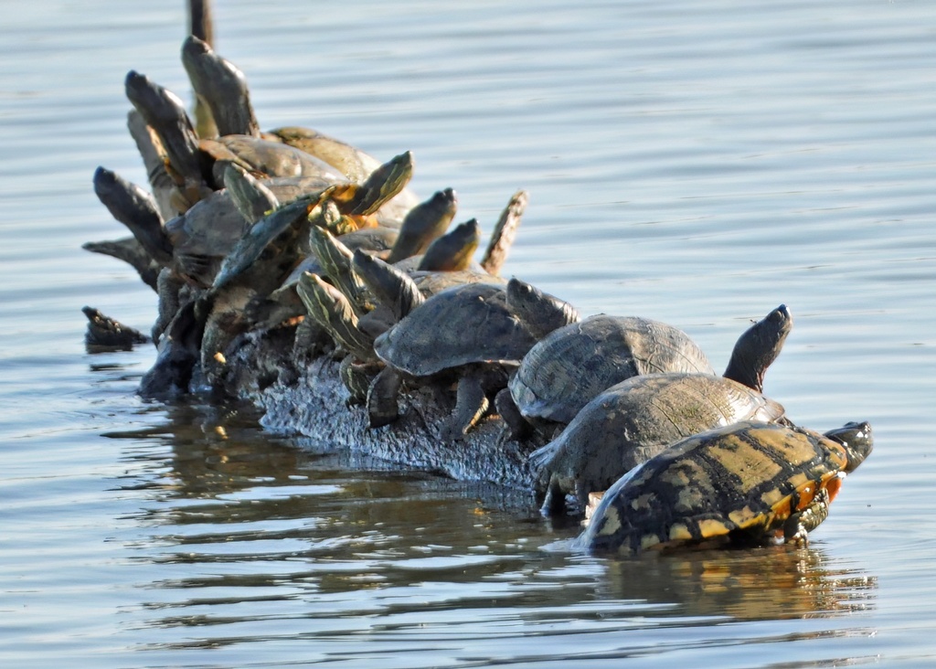 Pond Slider from Grayson County, TX, USA on November 1, 2013 at 04:27 ...