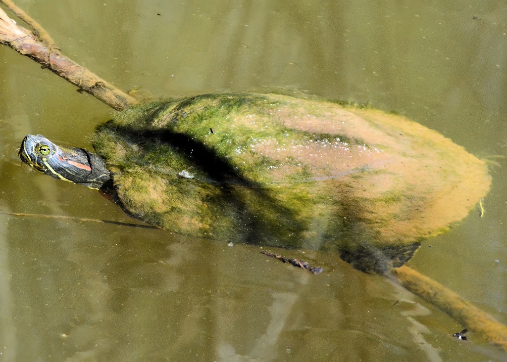 Red-eared Slider from Grayson County, TX, USA on March 28, 2016 at 04: ...