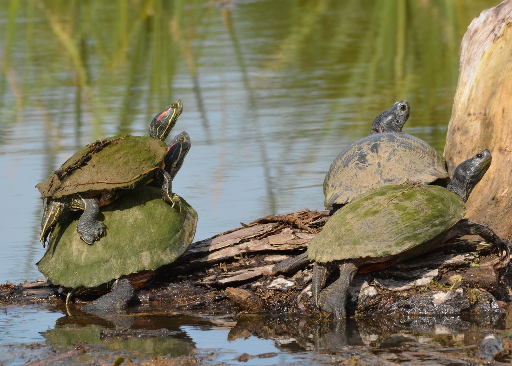 Red-eared Slider from Grayson County, TX, USA on April 11, 2015 at 03: ...