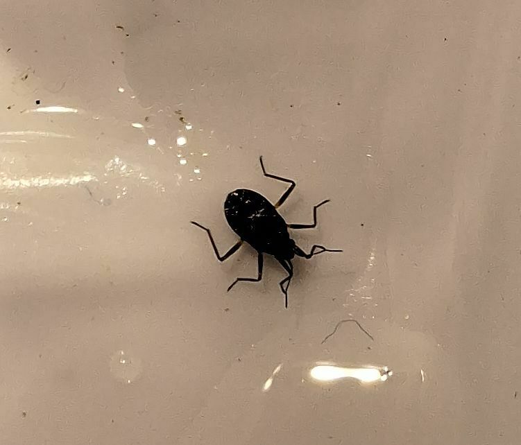 Microvelia americana from Potomac, Maryland, USA on October 19, 2023 at ...