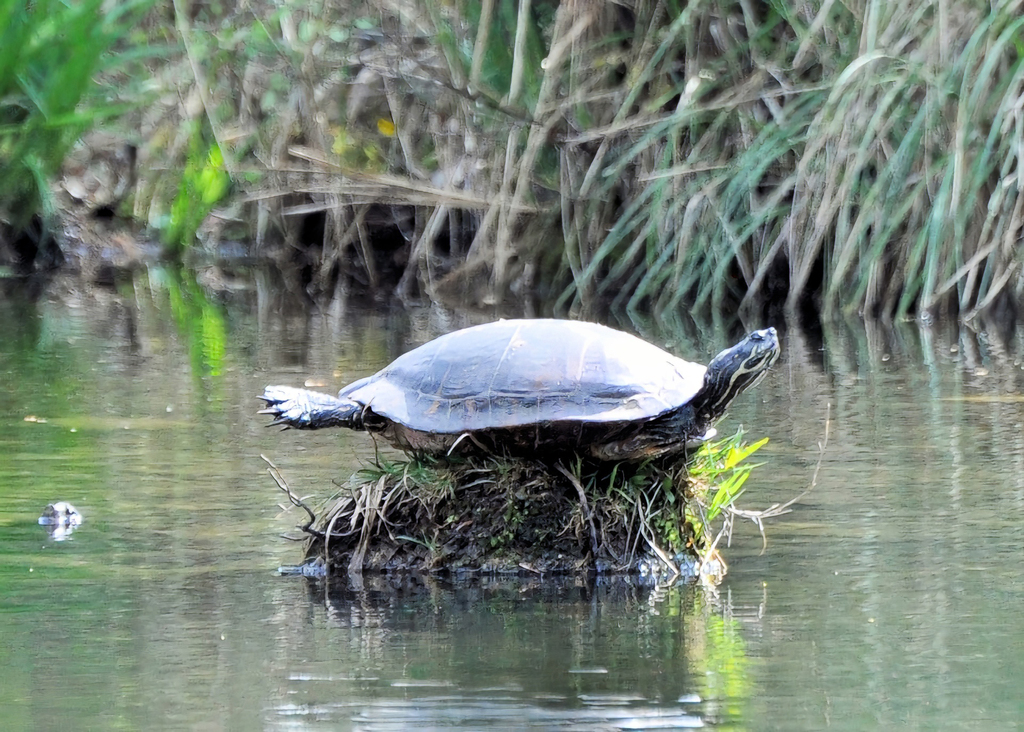 River Cooter from McCurtain County, OK, USA on March 31, 2011 at 03:10 ...