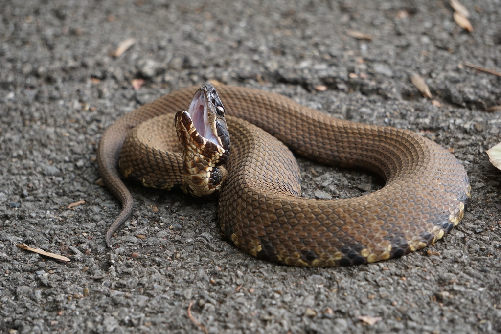 Northern Cottonmouth in October 2023 by Jorge Aguilera. 4/7 · iNaturalist