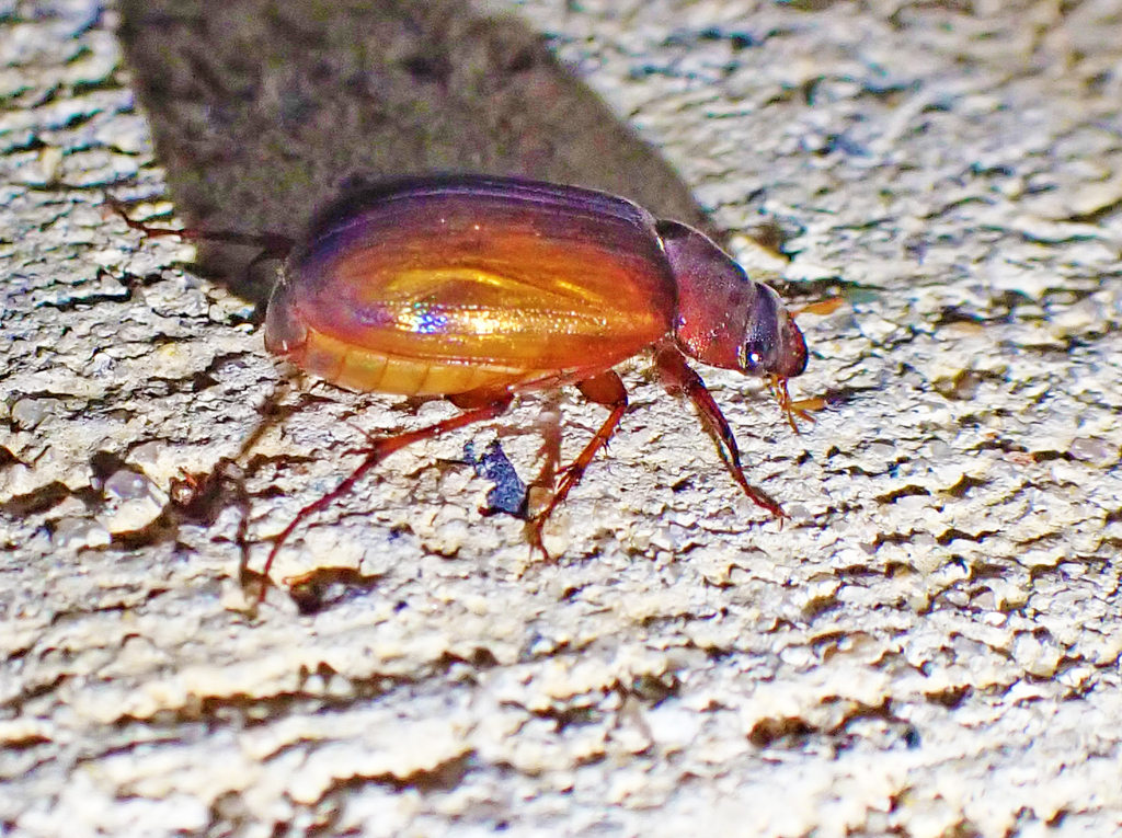 June Beetles from 60 Maskell Ct, Draper QLD 4520, Australia on October ...
