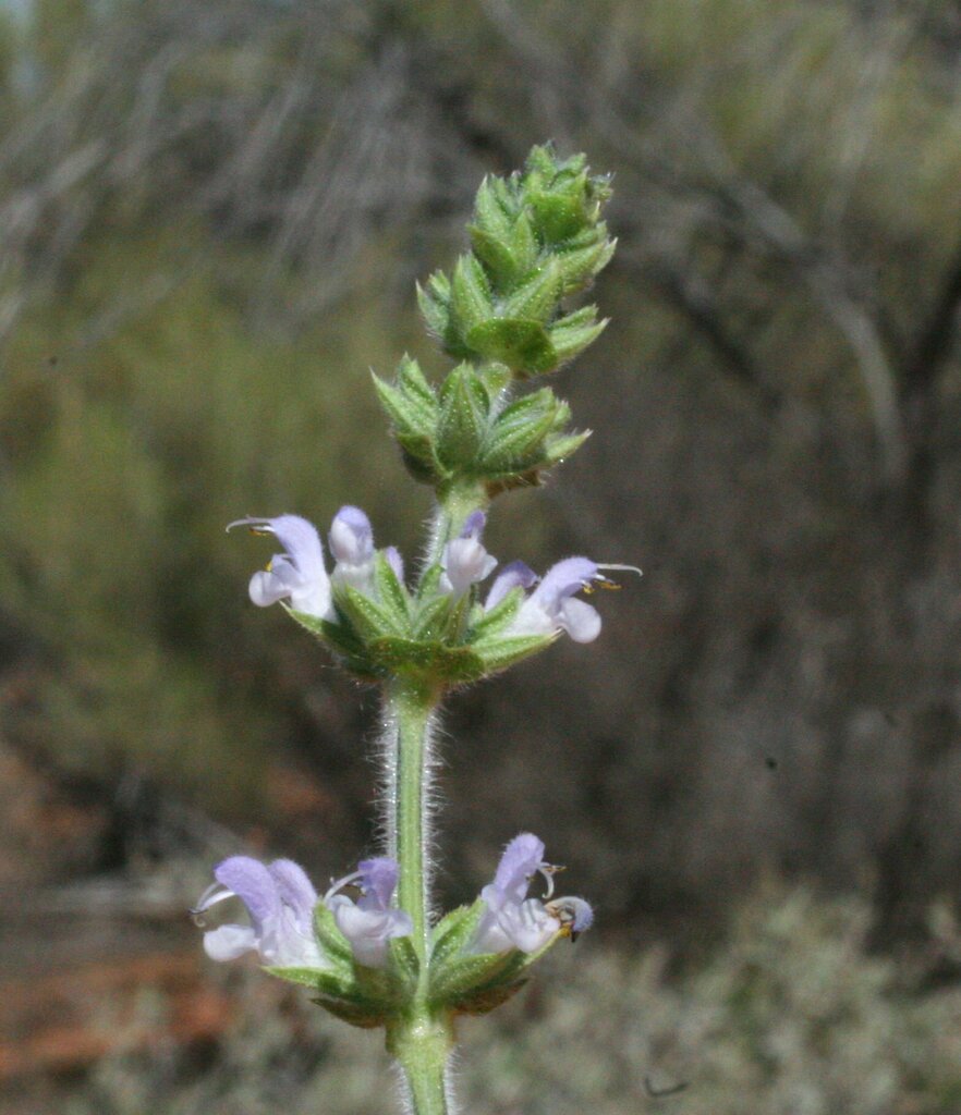 wild clary from Menzies WA 6436, Australia on May 3, 2006 by geoffbyrne ...