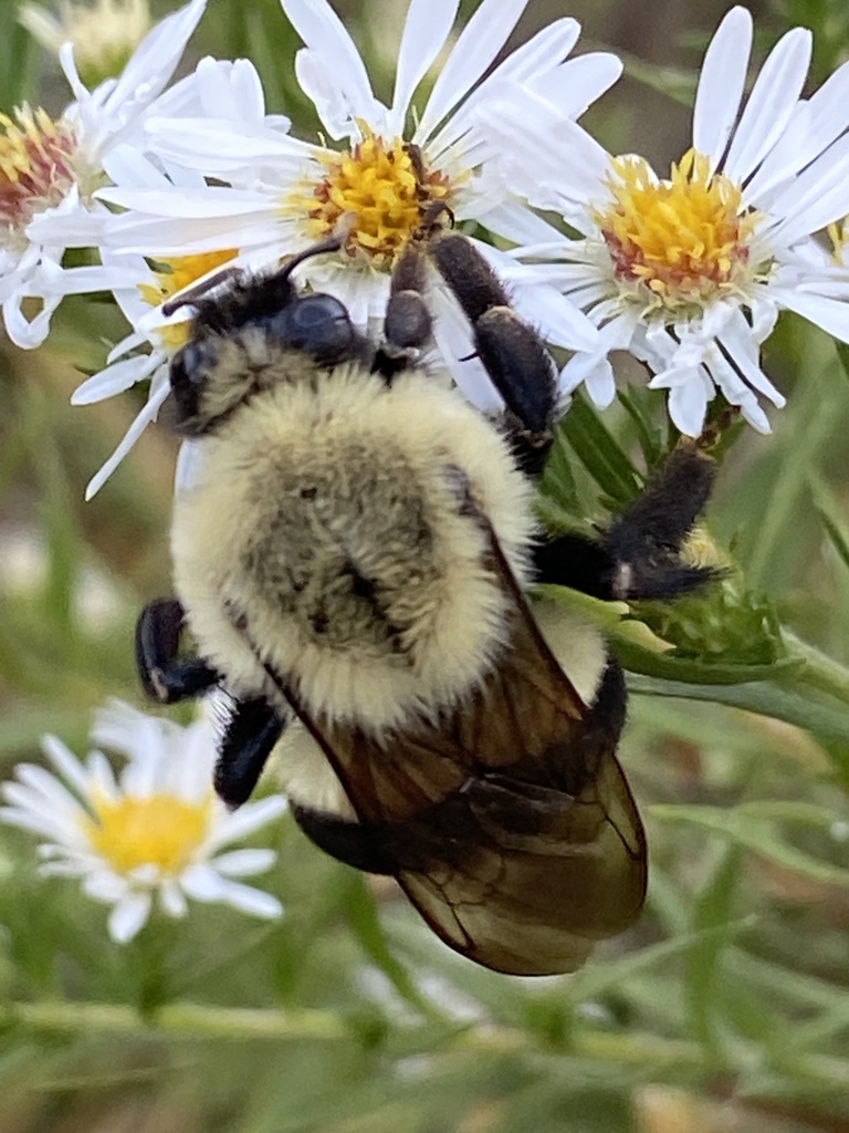 Common Eastern Bumble Bee from Vaiden Ridge Dr S, Hernando, MS, US on ...