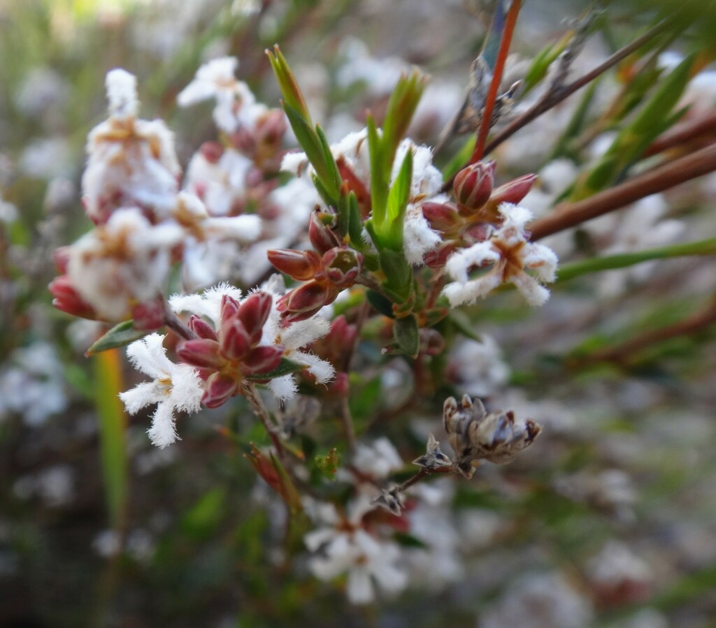 Common Beard-heath from Black Range VIC 3381, Australia on October 14 ...