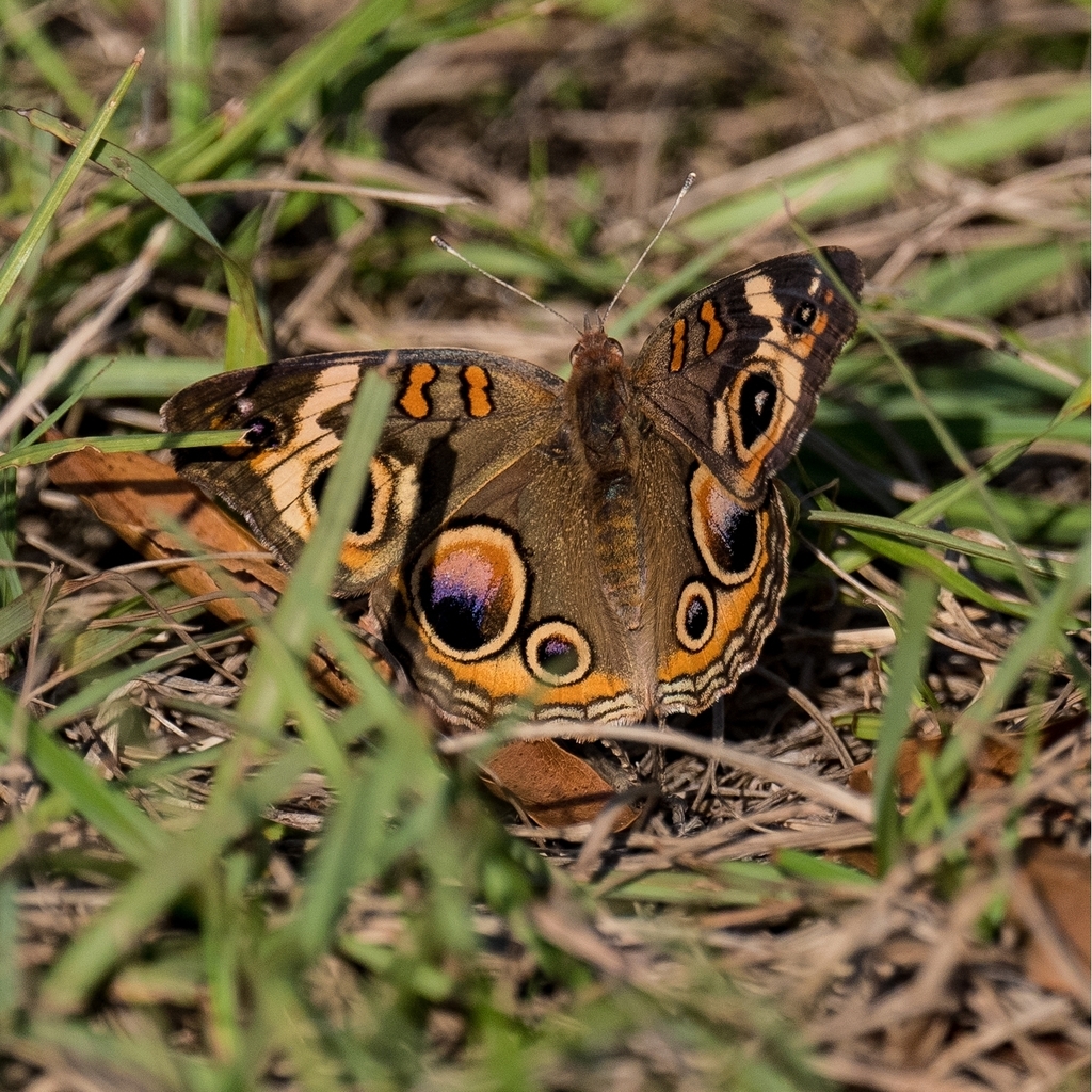 Common Buckeye from Chatham County, NC, USA on October 19, 2023 at 09: ...
