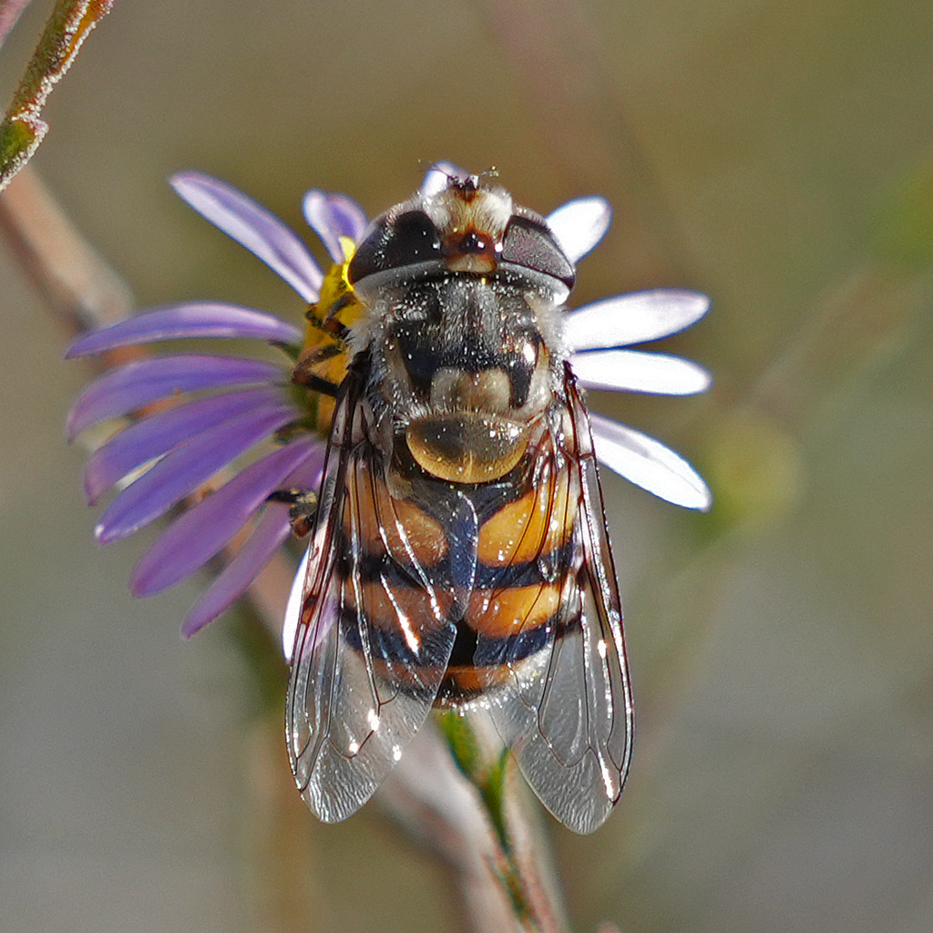 Yellow-spotted Bromeliad Fly from 18751 Laguna Canyon Rd, Laguna Beach ...
