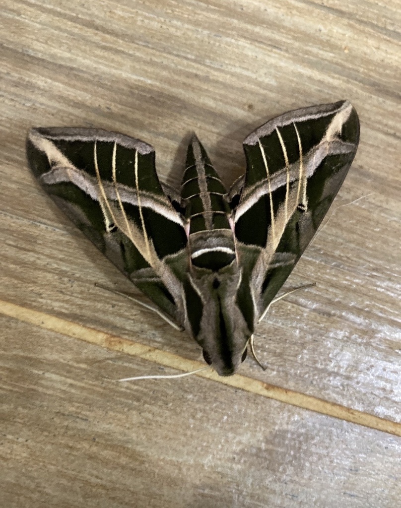 Vine Sphinx from Villacarmelo, Cali, Valle Del Cauca, CO on October 16 ...