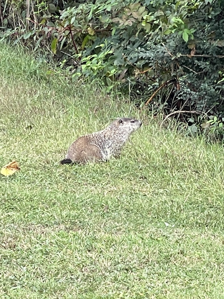 Groundhog from Emma St, Thomasville, NC, US on September 24, 2023 at 04 ...