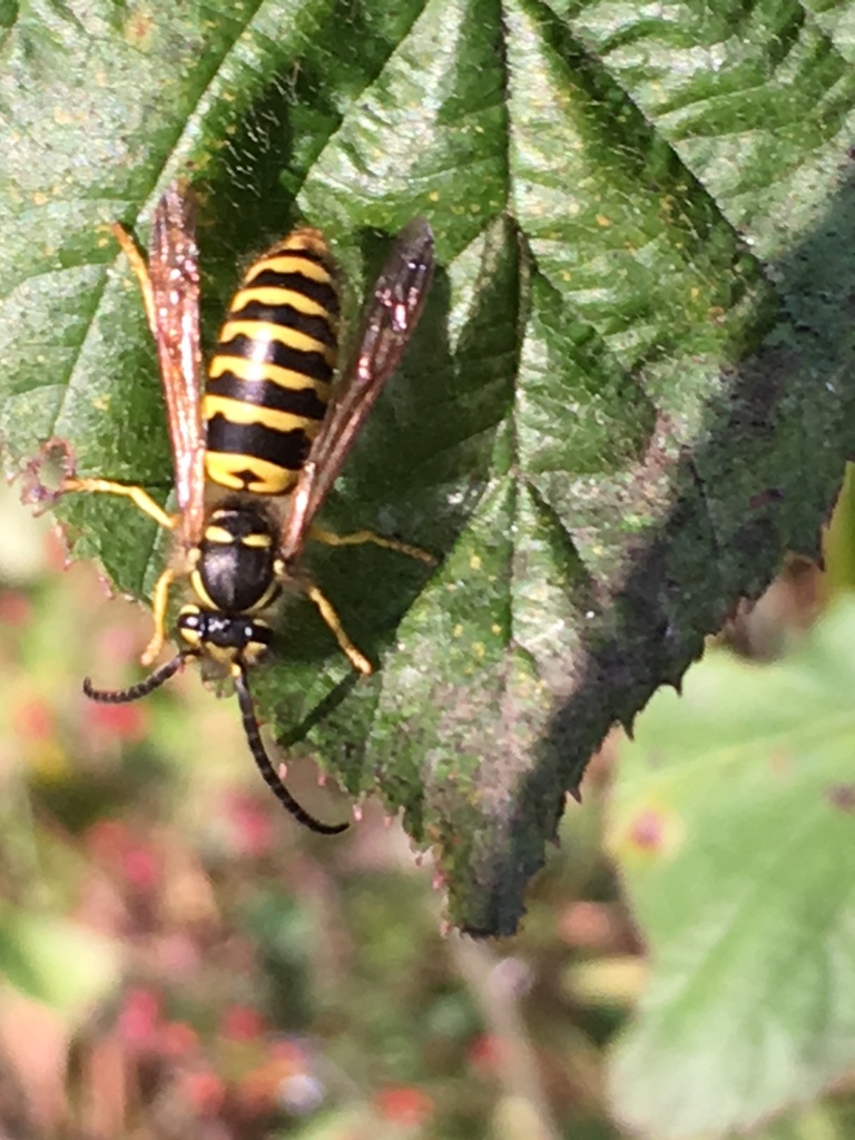 Eastern Yellowjacket from Beech Woodland Trail, Rocky Fork MetroPark ...