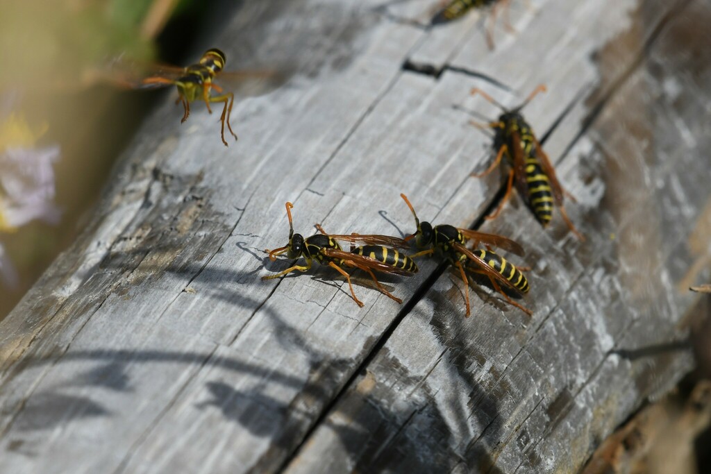 Asian Paper Wasp from 日本、〒928-0072 石川県輪島市海士町舳倉島 on October 18, 2023 at ...